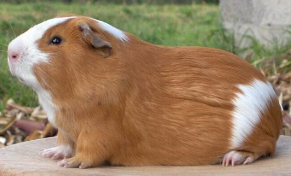 Todo sobre el Cuy | El Operador Móvil Peruano | Cuy Móvil | Blog