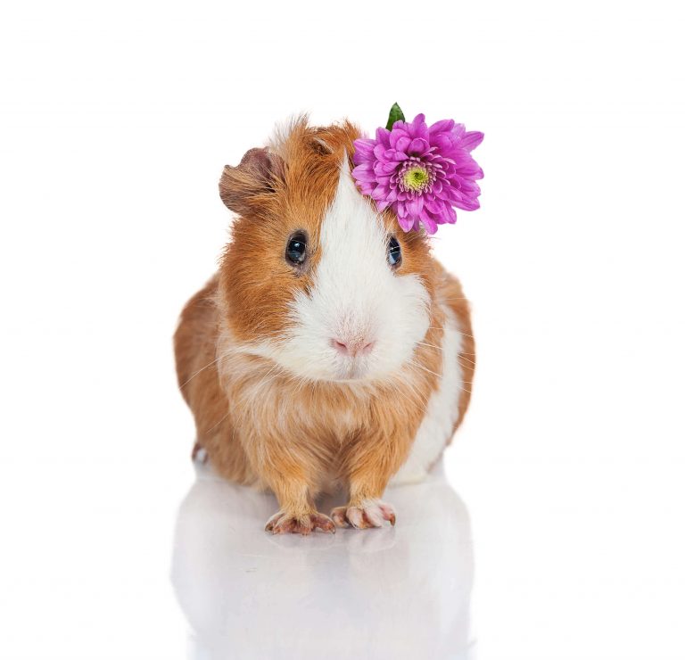 Todo sobre el Cuy | El Operador Móvil Peruano | Cuy Móvil | Blog