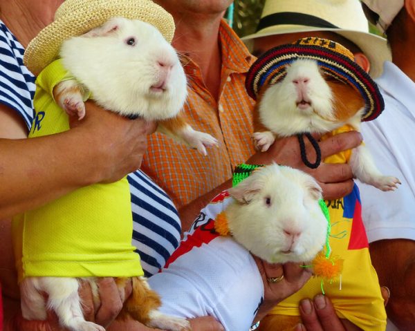 Todo sobre el Cuy | El Operador Móvil Peruano | Cuy Móvil | Blog